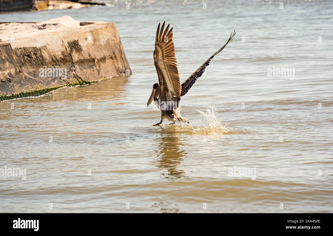 Pelicans are symbol of sunny Florida flying over the water looking for ...