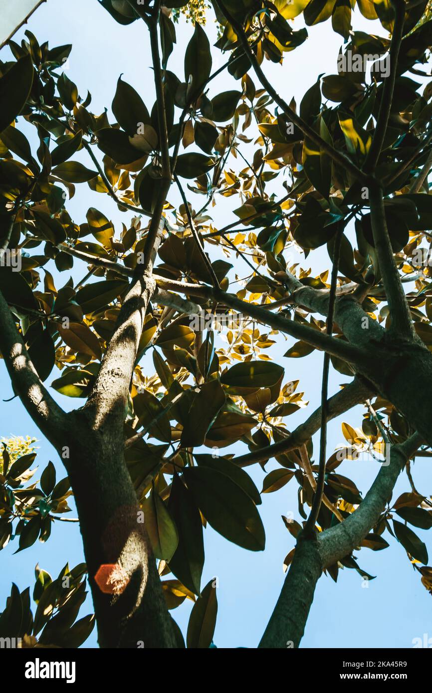 Tree trunk magnolia hi-res stock photography and images - Alamy