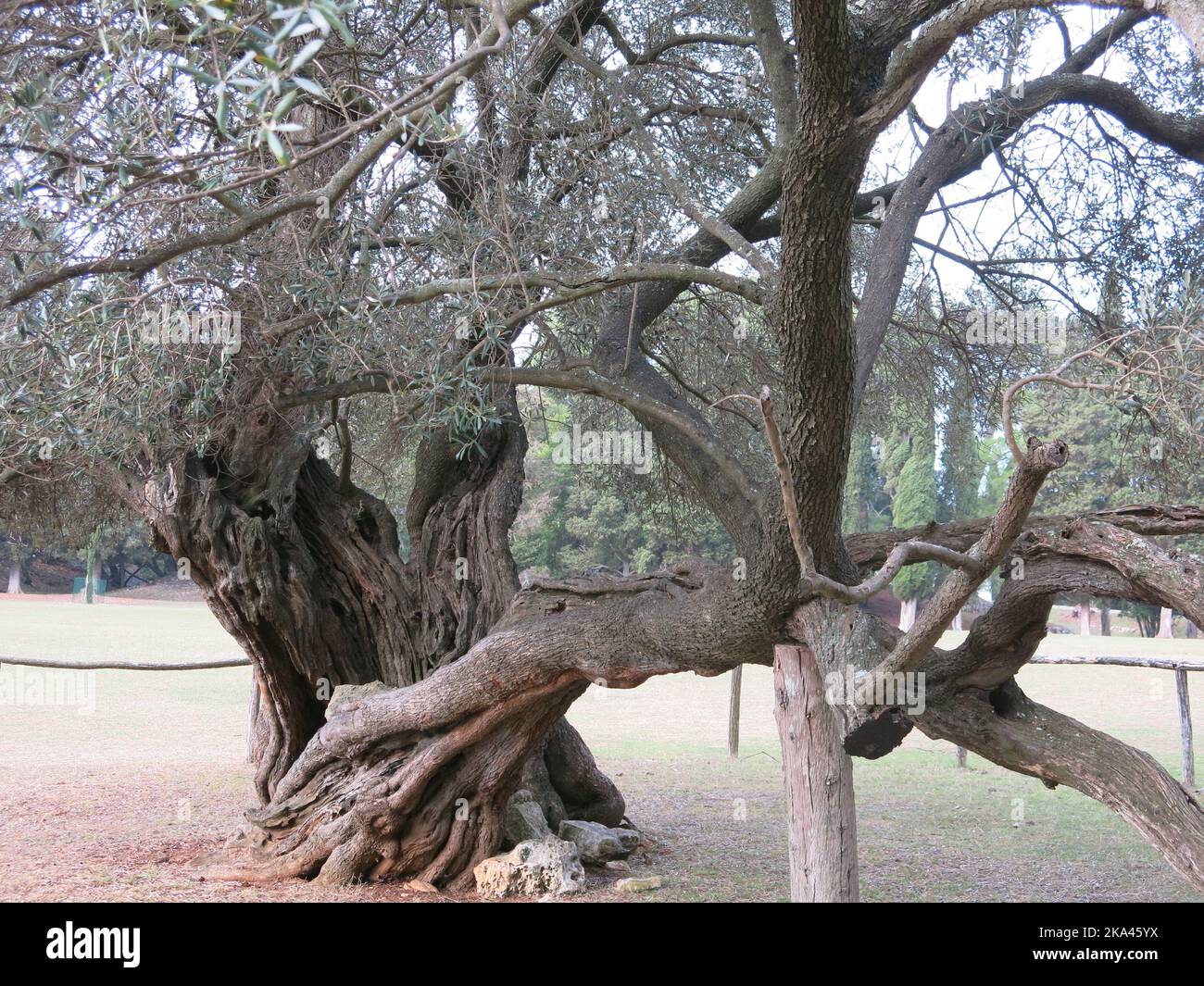 The old olive tree on Veliki Brijuni island, at about 1,600 years old ...