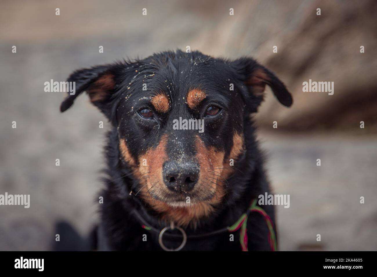 A shallow focus of a head of Australian Kelpie dog breed Stock Photo ...