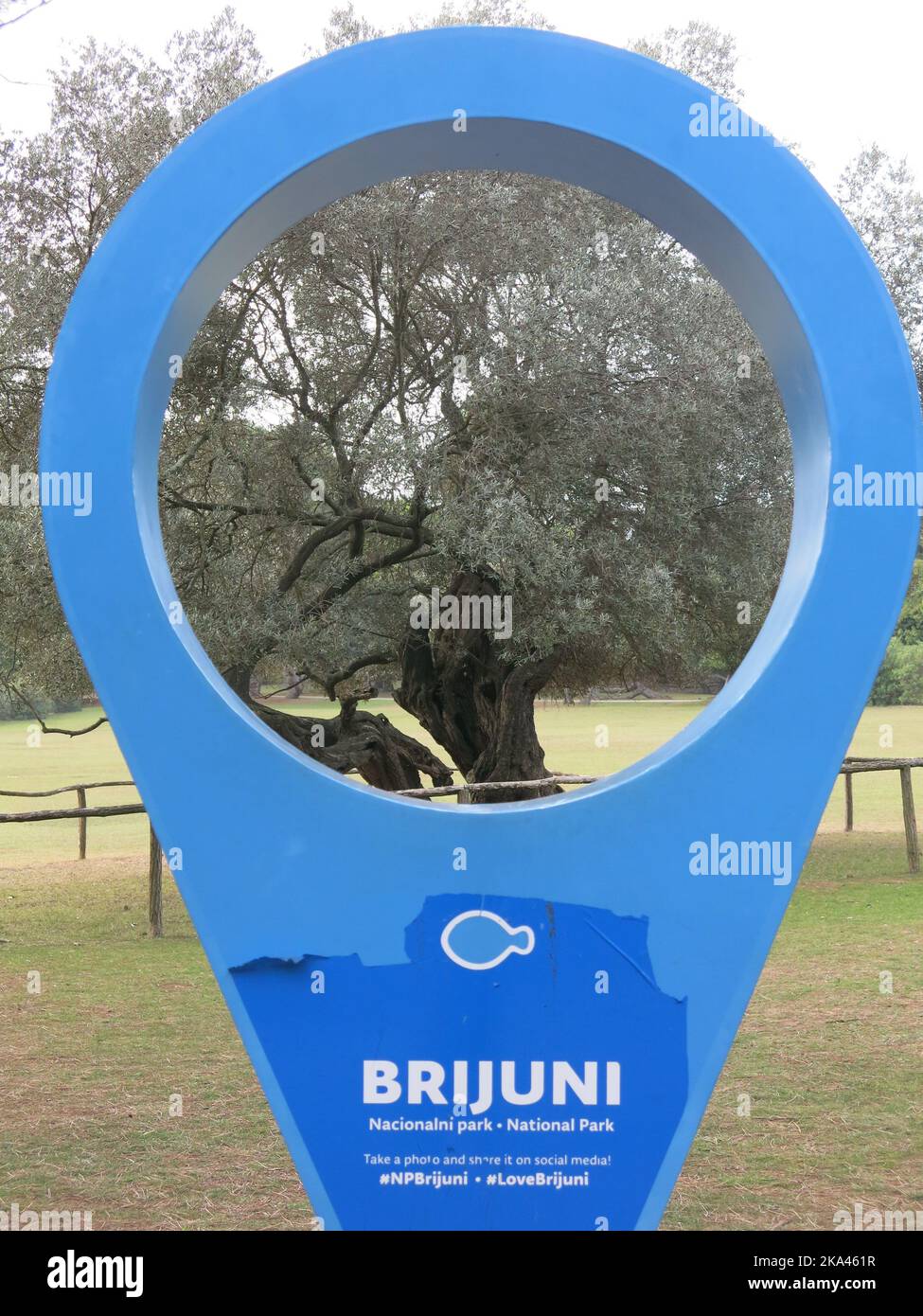 The ancient olive tree in Brijuni National Park is framed by the blue ...