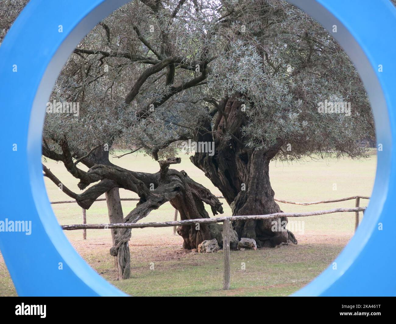 The ancient olive tree in Brijuni National Park is framed by the blue ...