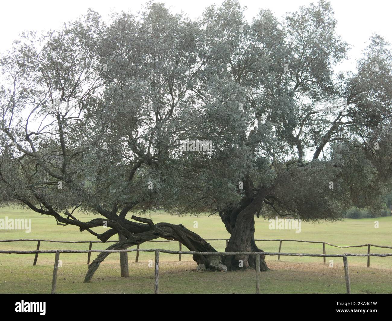 The old olive tree on Veliki Brijuni island, at about 1,600 years old ...