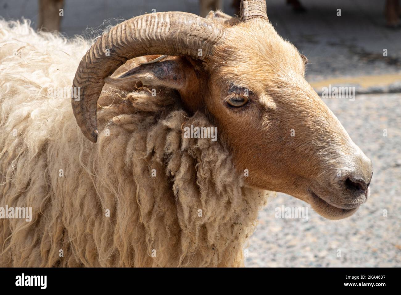 Manech red head sheep hi-res stock photography and images - Alamy
