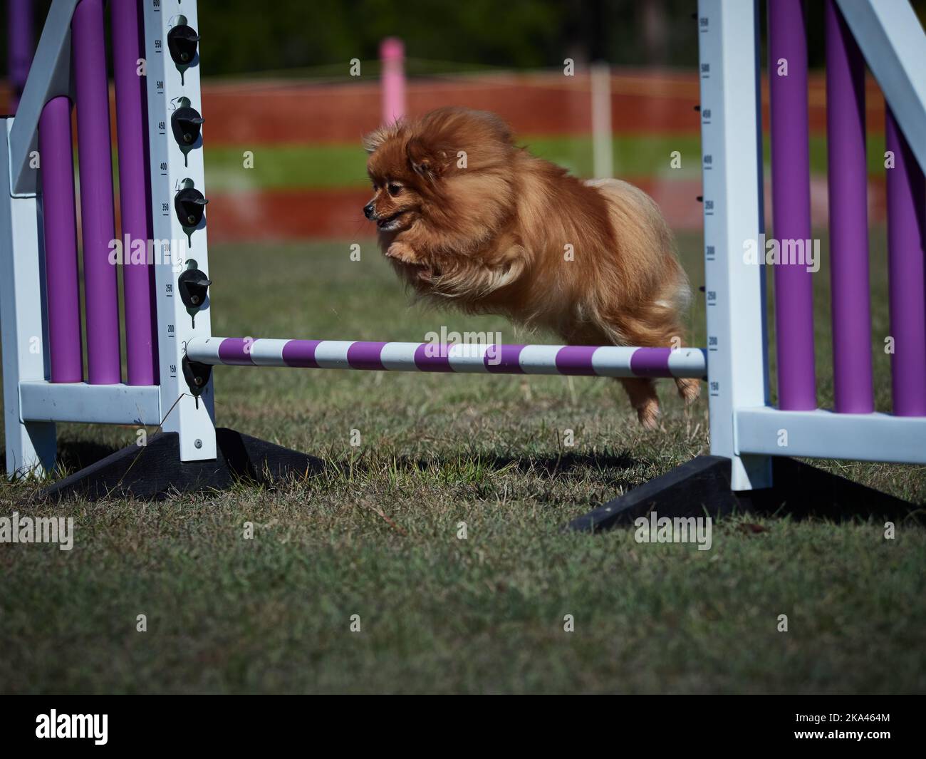 Many obstacles on a dog agility field . Dogs moving quickly from one ...
