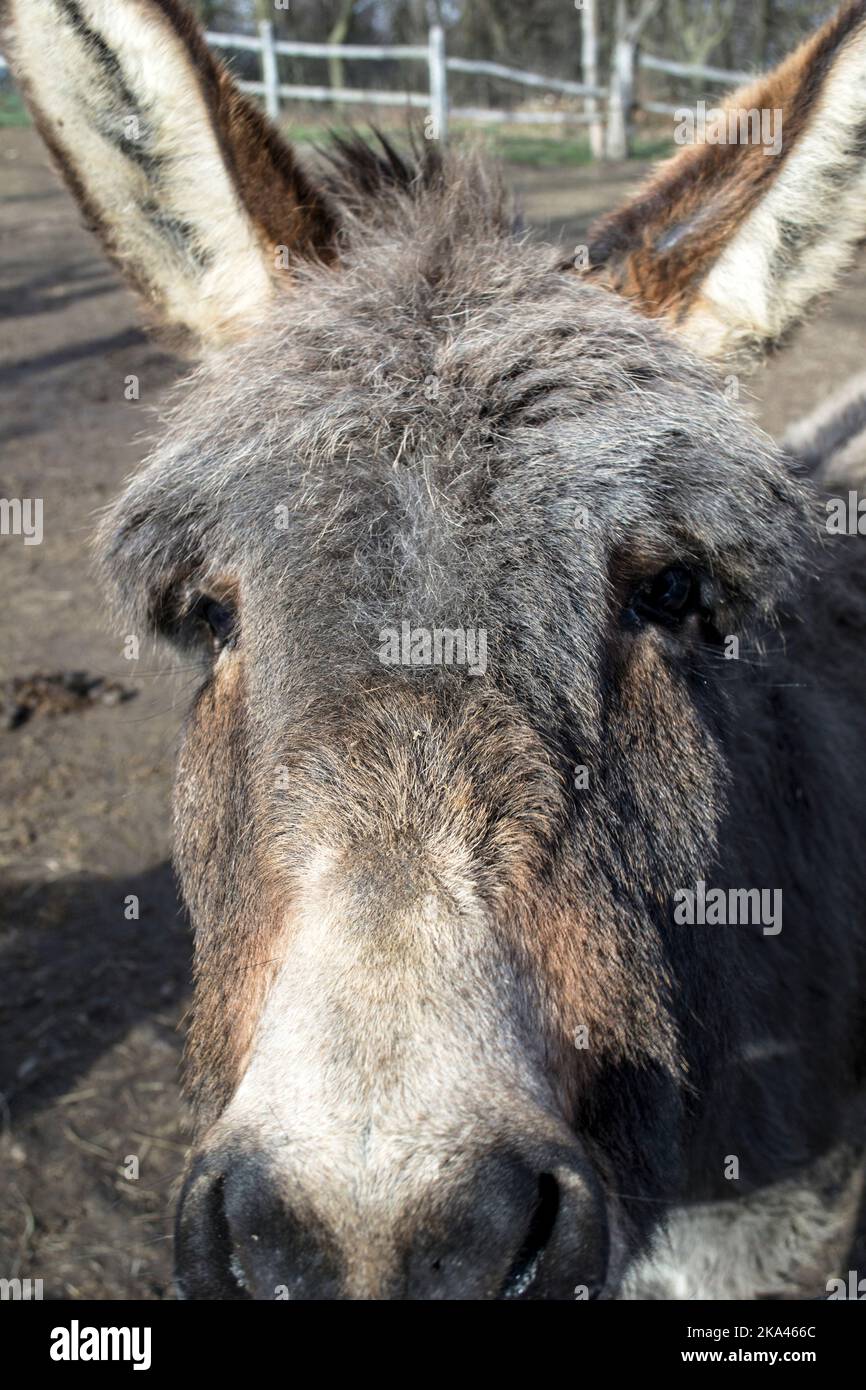 A vertical portrait of a funny donkey Stock Photo - Alamy