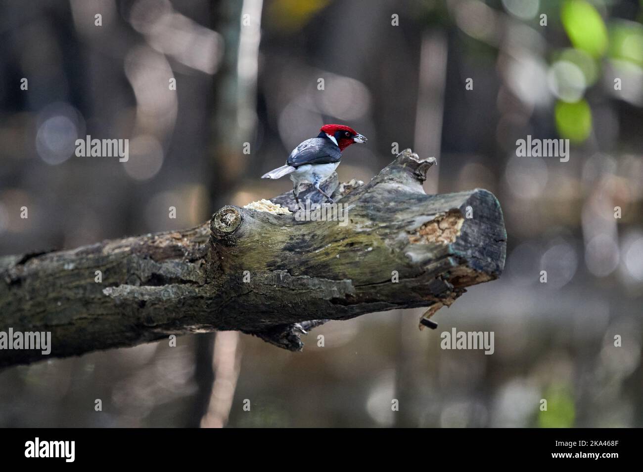 Masked cardinal hi-res stock photography and images - Alamy