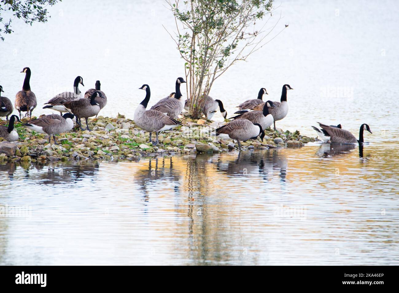 Group of canadian goose in the wetland Haff Reimech in Luxembourg ...