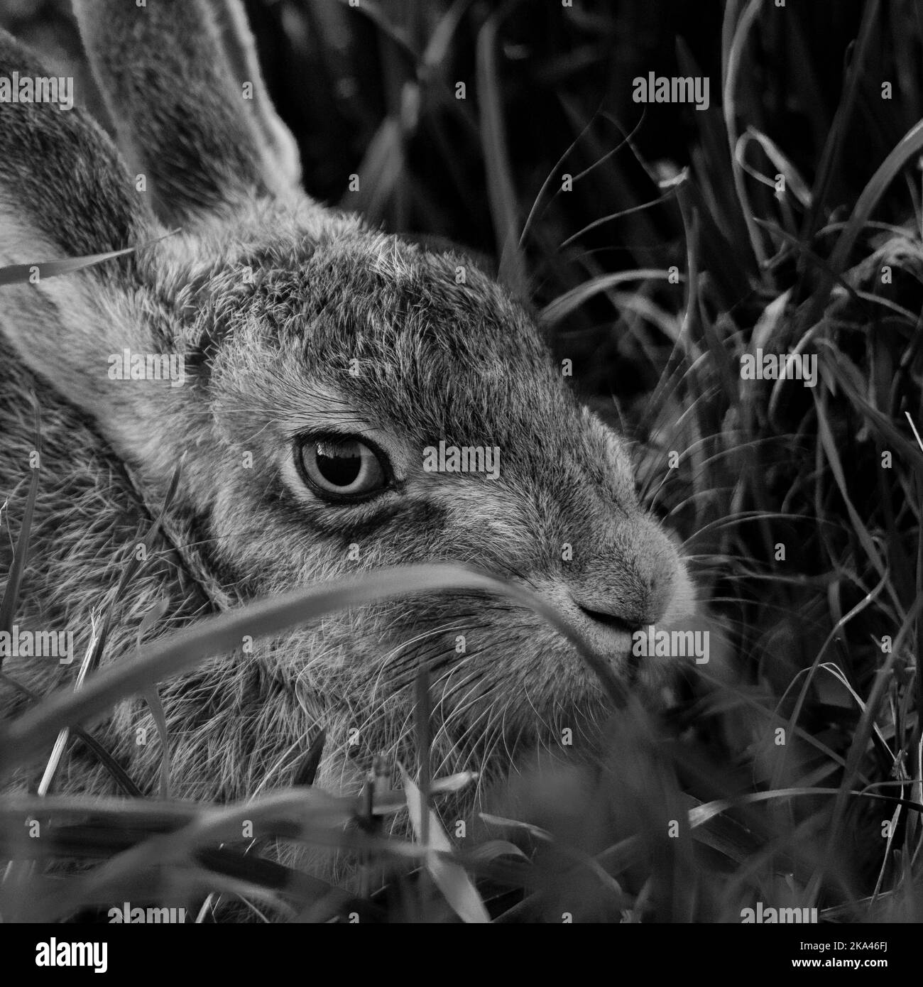 Cute hare Black and White Stock Photos & Images - Alamy