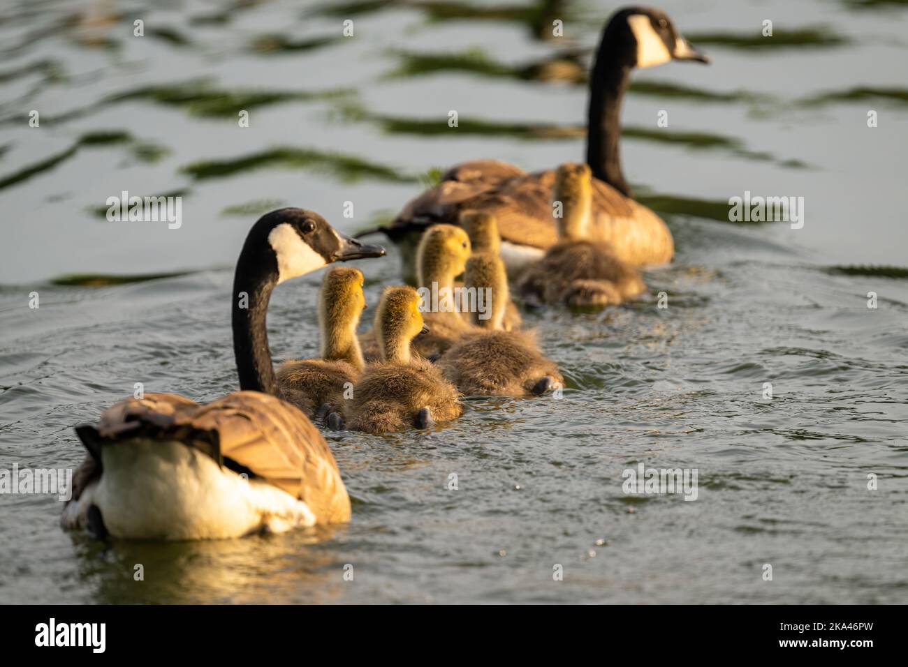 A rear view of a flock of Canadian geese floating on lake Stock Photo ...