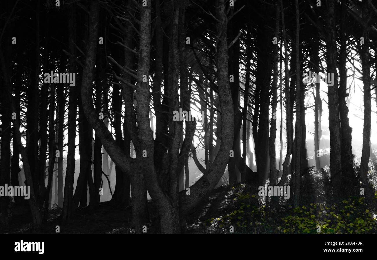 Dappled sunlight breaking through the forest of trees, creating ...