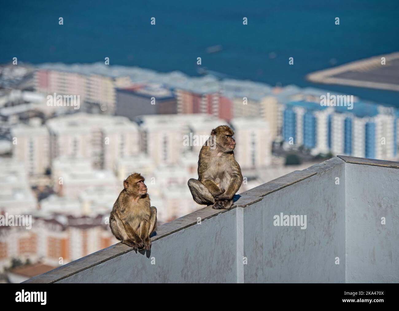 Monkeys pose high on gibraltar buldings hi-res stock photography and ...