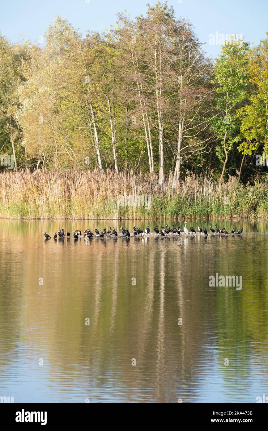 Biodiversity Haff Reimech, wetland and nature reserve in Luxembourg ...