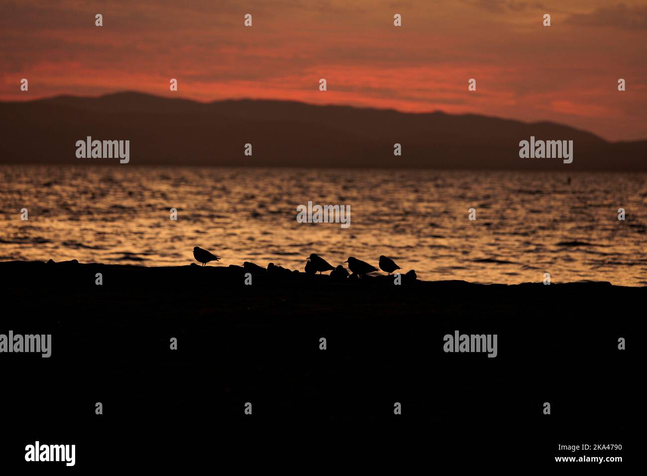 A scenic sunset view in the shore in Paracas, Peru Stock Photo - Alamy