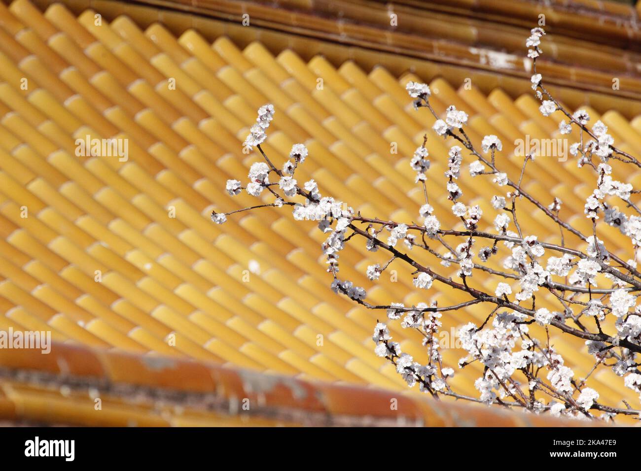 Tree branches with blooming flowers in Forbidden City, Beijing, China ...
