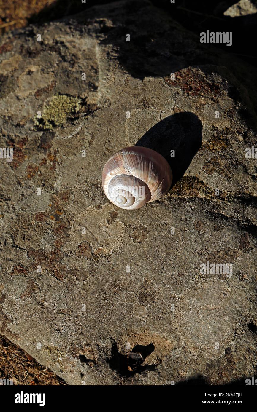 Empty snail shell. October 2022. early autumn Stock Photo - Alamy