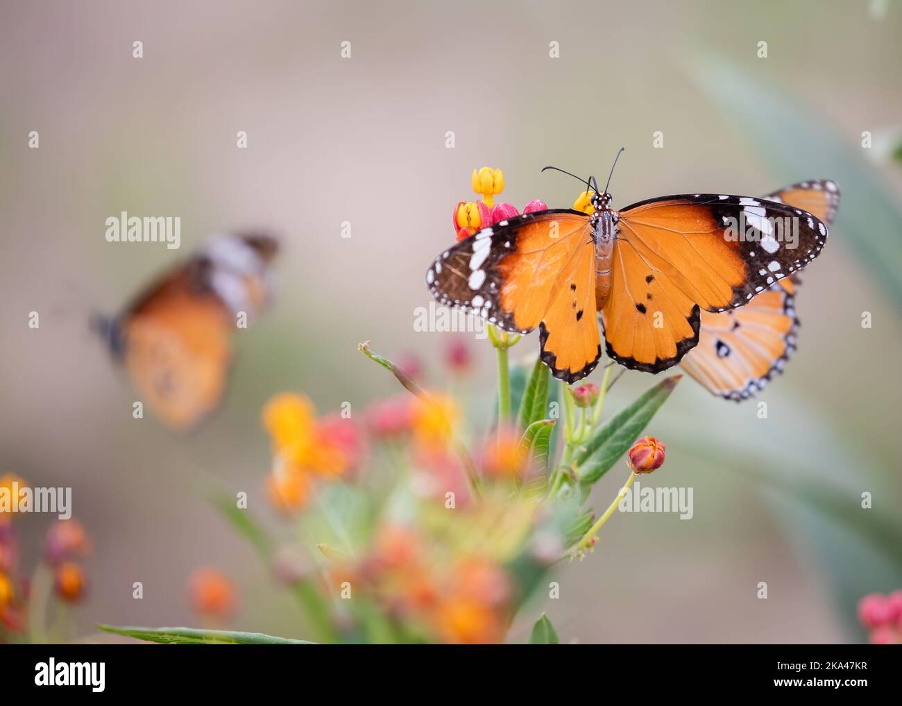 A shallow focus shot of plain tiger butterflies and milkweed flowers in ... A shallow focus shot of plain tiger butterflies and milkweed flowers in ...