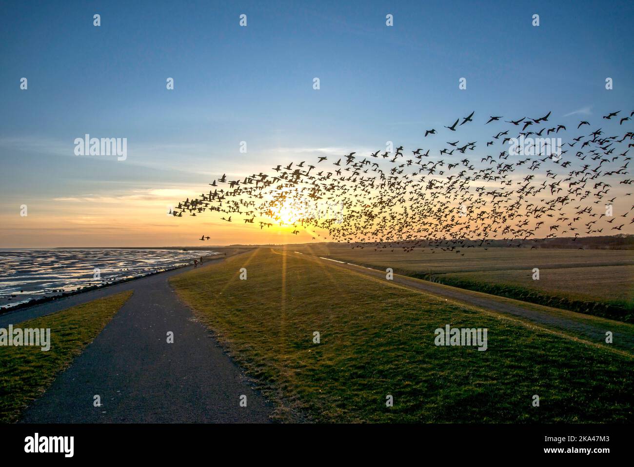 Flying goose in beautiful sunset, The Netherlands Stock Photo - Alamy