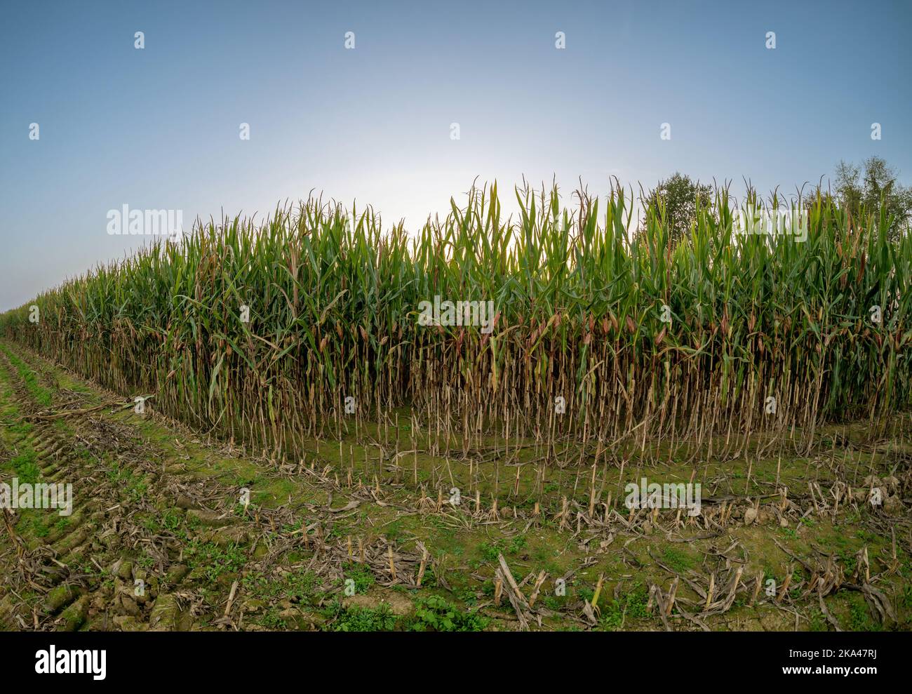 Corn crop farming hi-res stock photography and images - Alamy