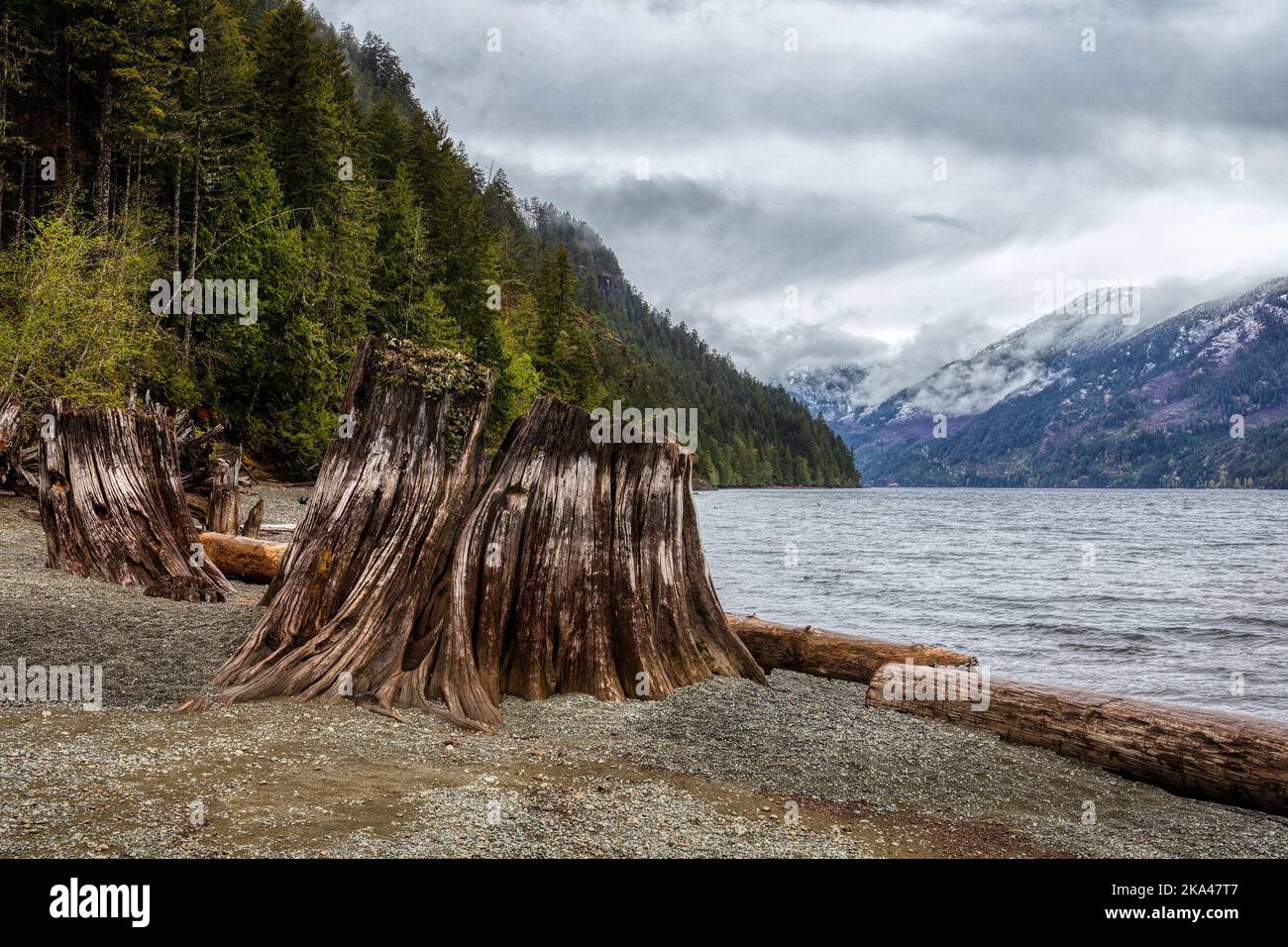 A scenic view of old stumps at the Comox Lake of Vancouver Island ...