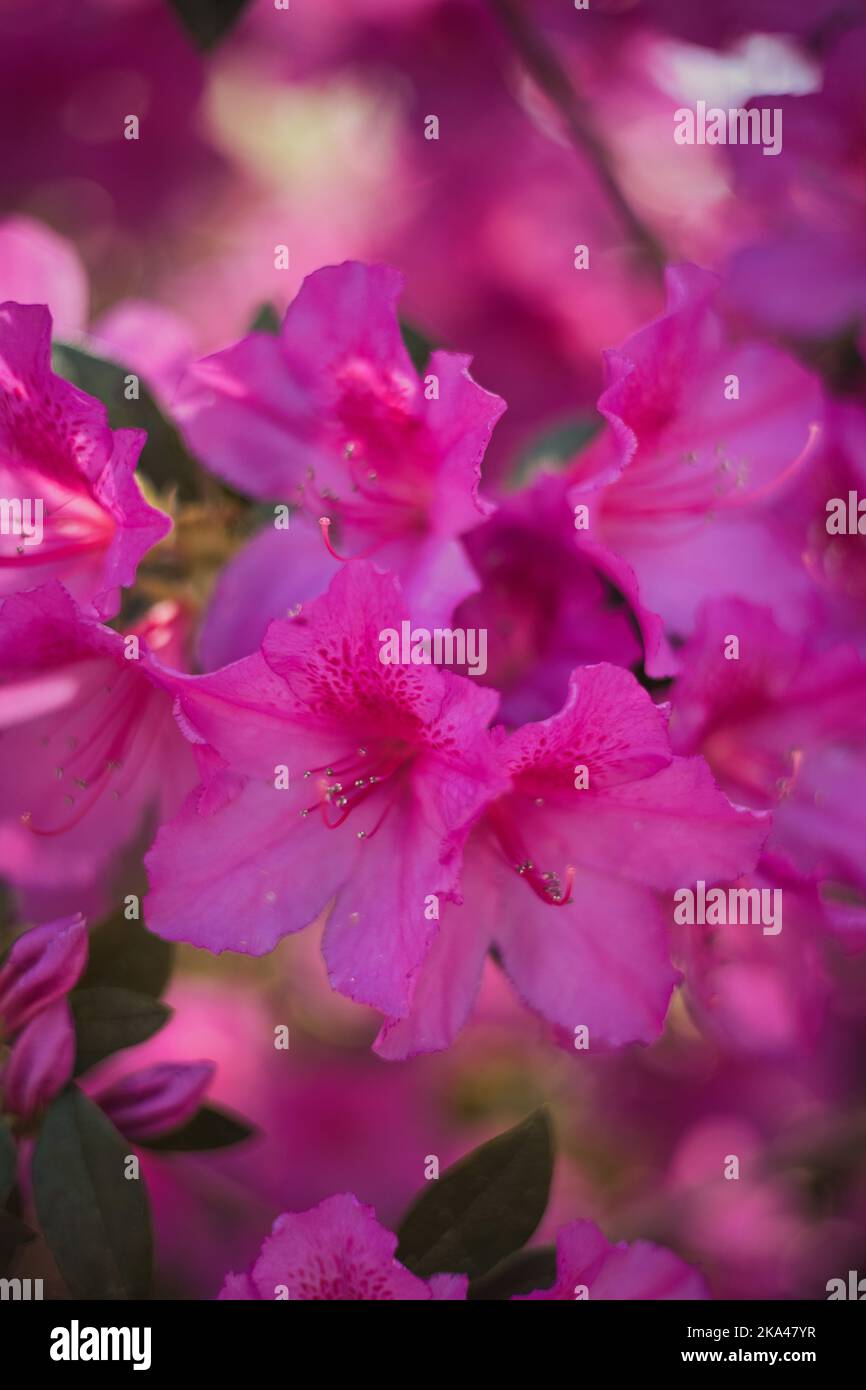 pacific rhododendron In Bloom in the park Stock Photo - Alamy