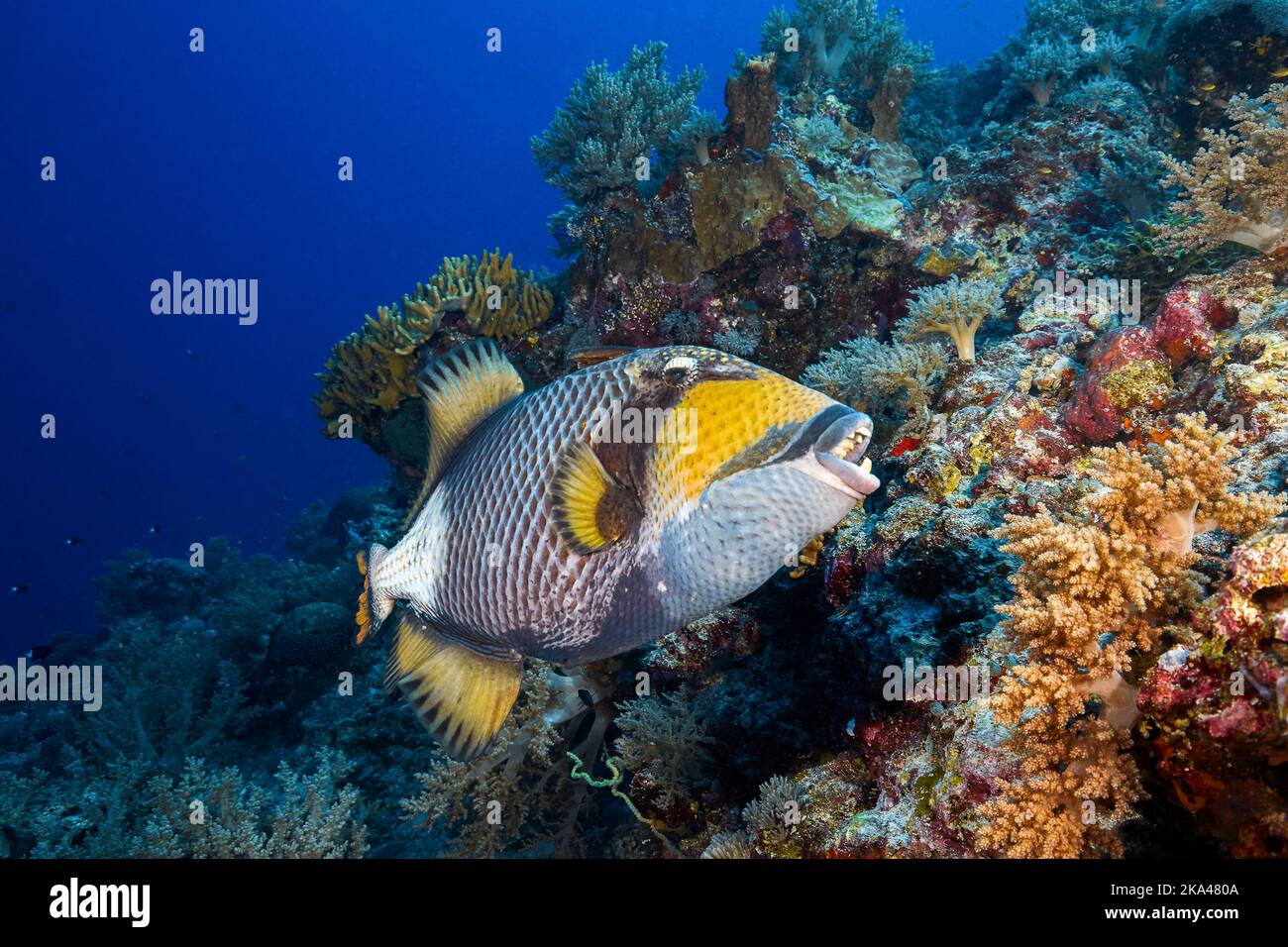 A beautiful trigger fish in the deep red sea with colorful reefs Stock ...