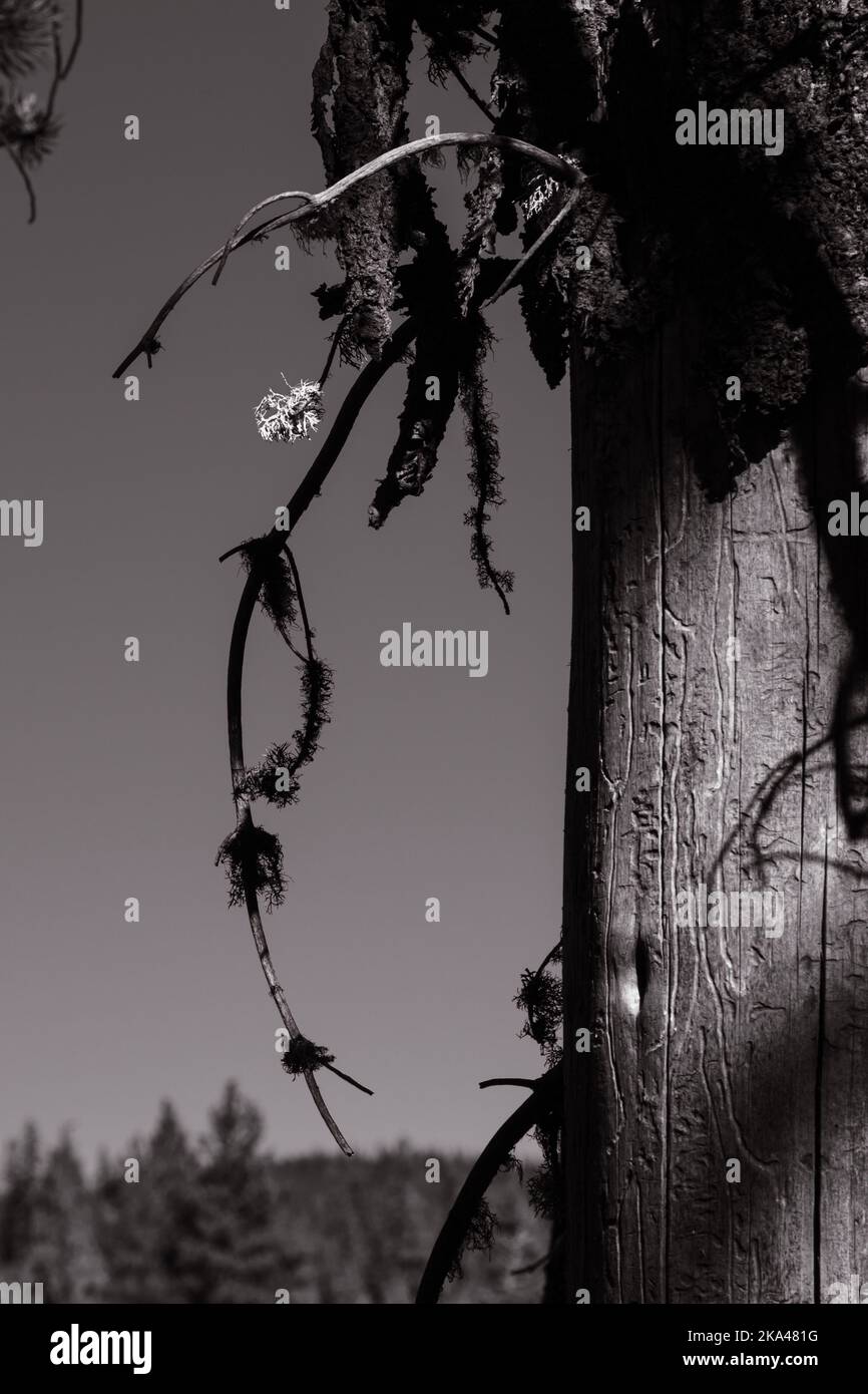 Burn tree with small piece of moss clinging to tree branch Stock Photo ...