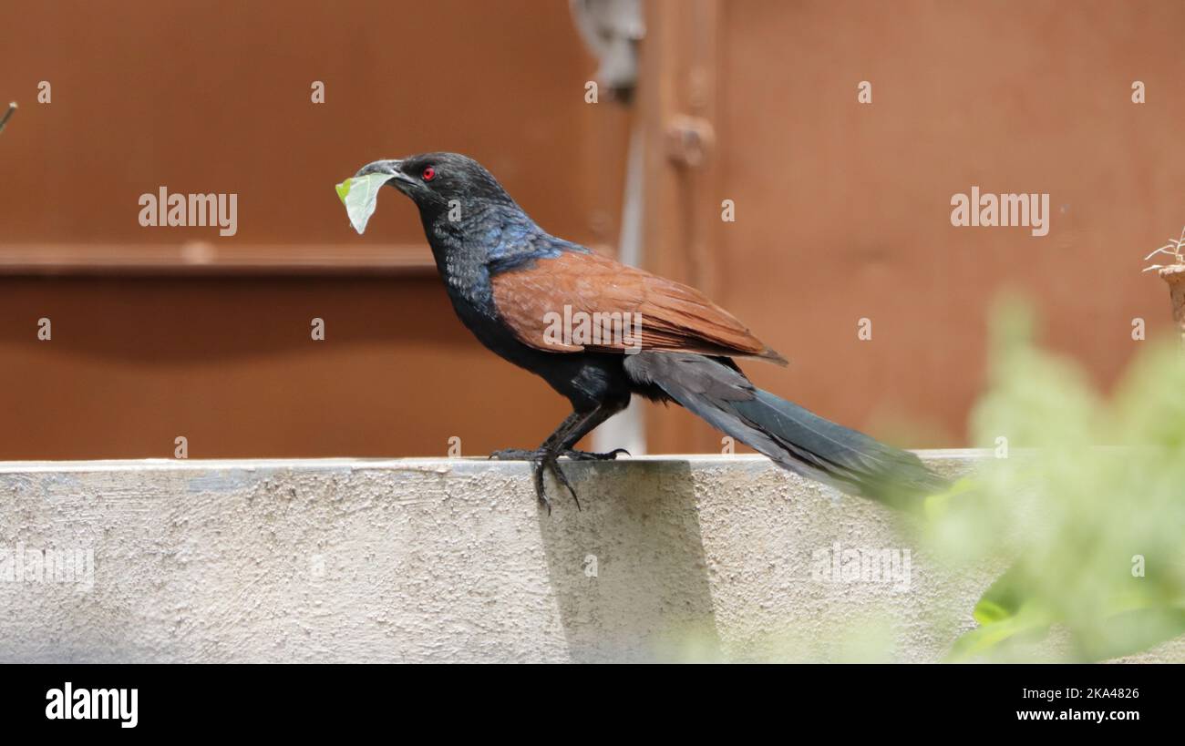 A greater coucal bird holding a leaf in its beak for its nest Stock ...