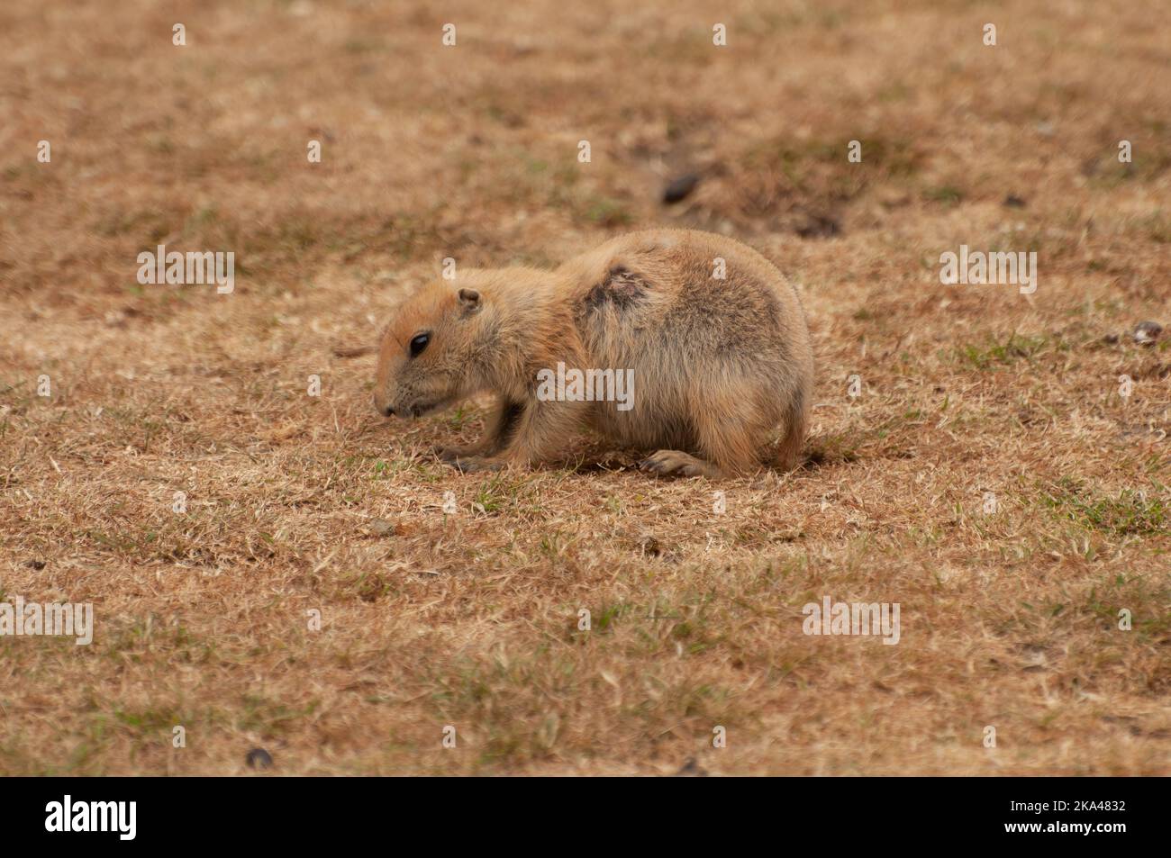 A Hungry baby Prairie Dog, Cynomys ludovicianus, on dried grassland ...
