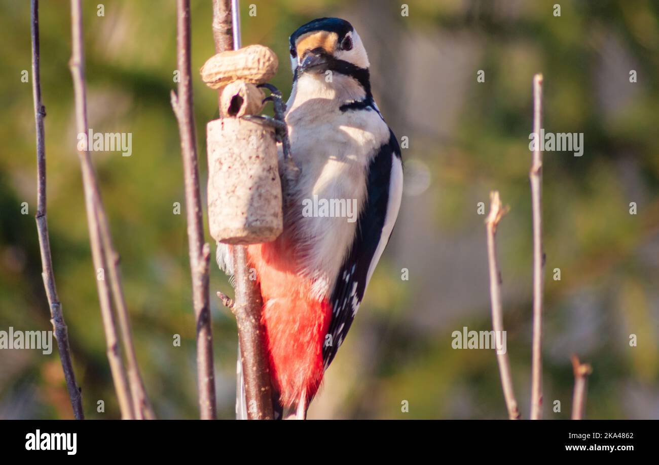 female great spotted woodpecker pecks peanuts on a branch Stock Photo ...