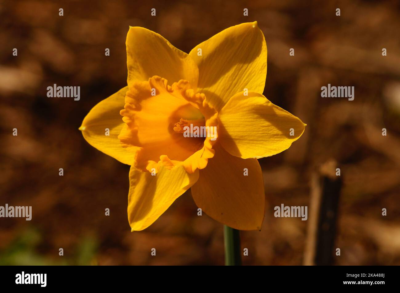 Flowering yellow daffodil in midday sunlight. Close-up with details ...