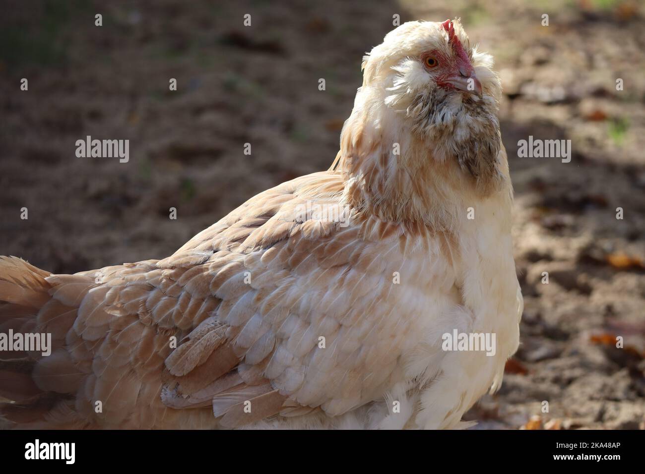 a beautiful female Faverolles chicken Stock Photo - Alamy