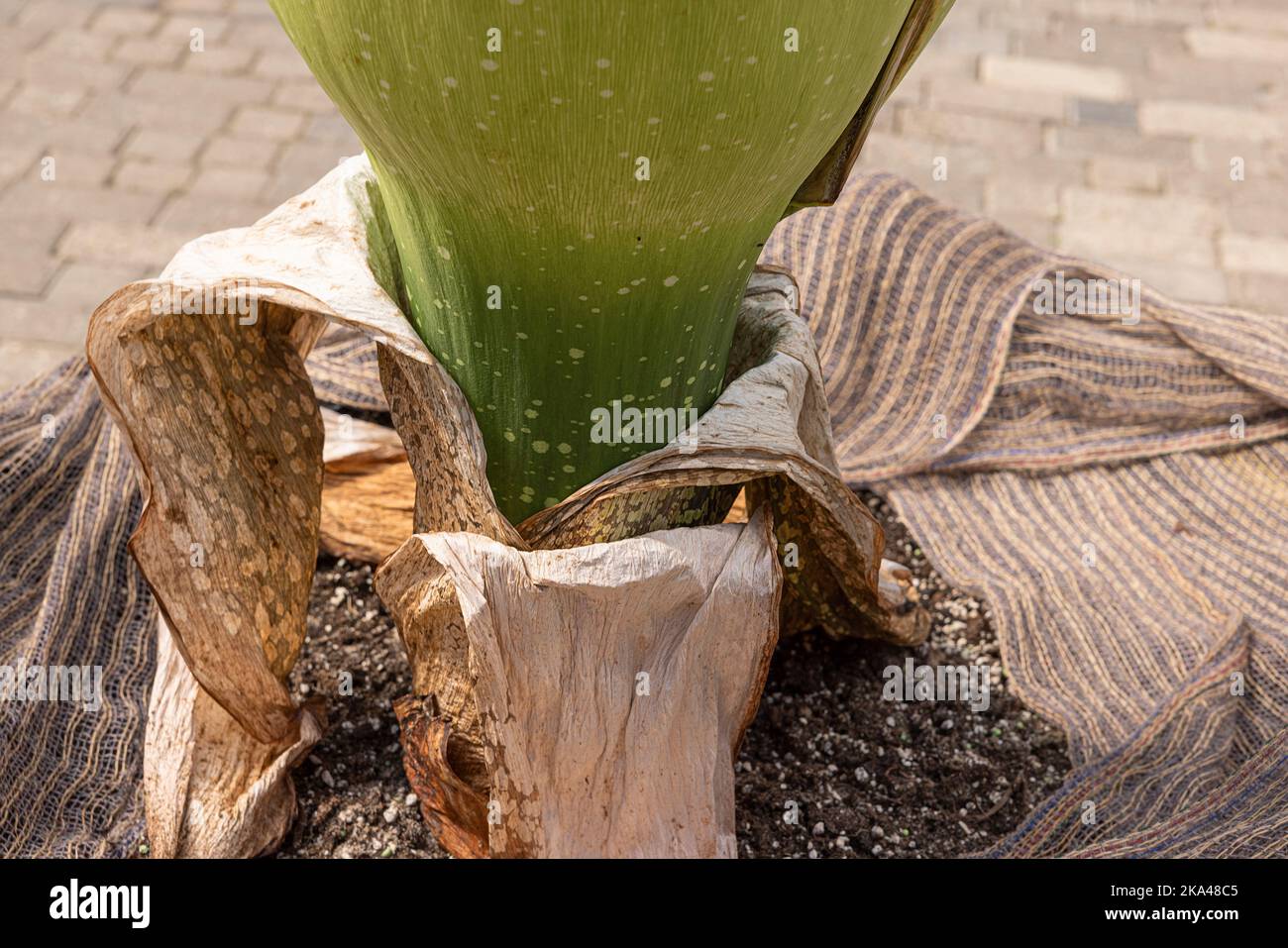The flower root of the largest Amorphophallus titanum flower in the ...