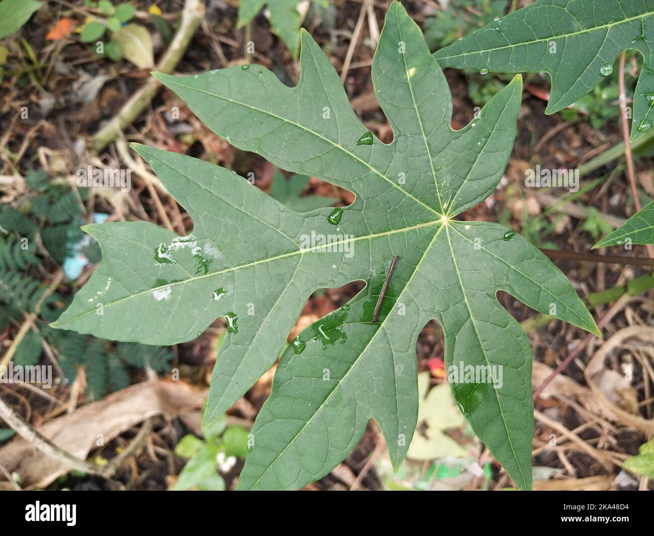 papaya leaf, green papaya leaf. Fresh papaya green leaf texture ...