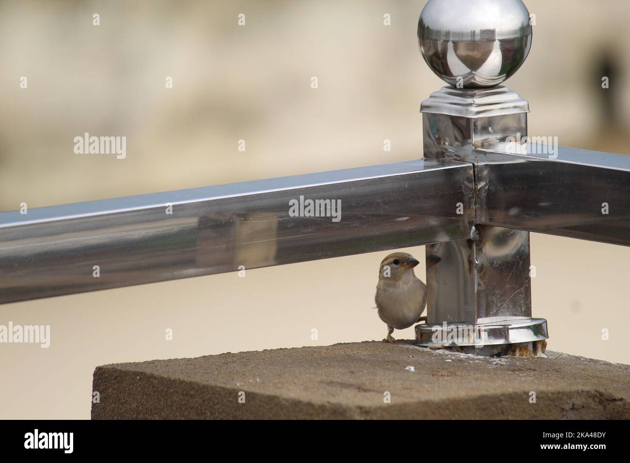A beautiful shot of a house sparrow perched on a stone on the balcony ...