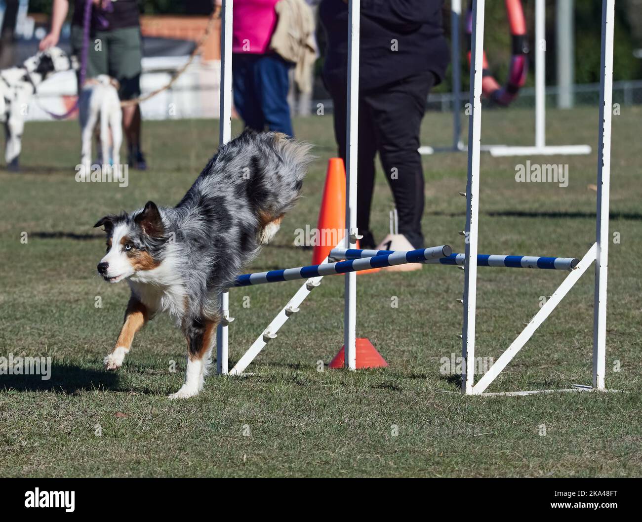 Many obstacles on a dog agility field . Dogs moving quickly from one ...