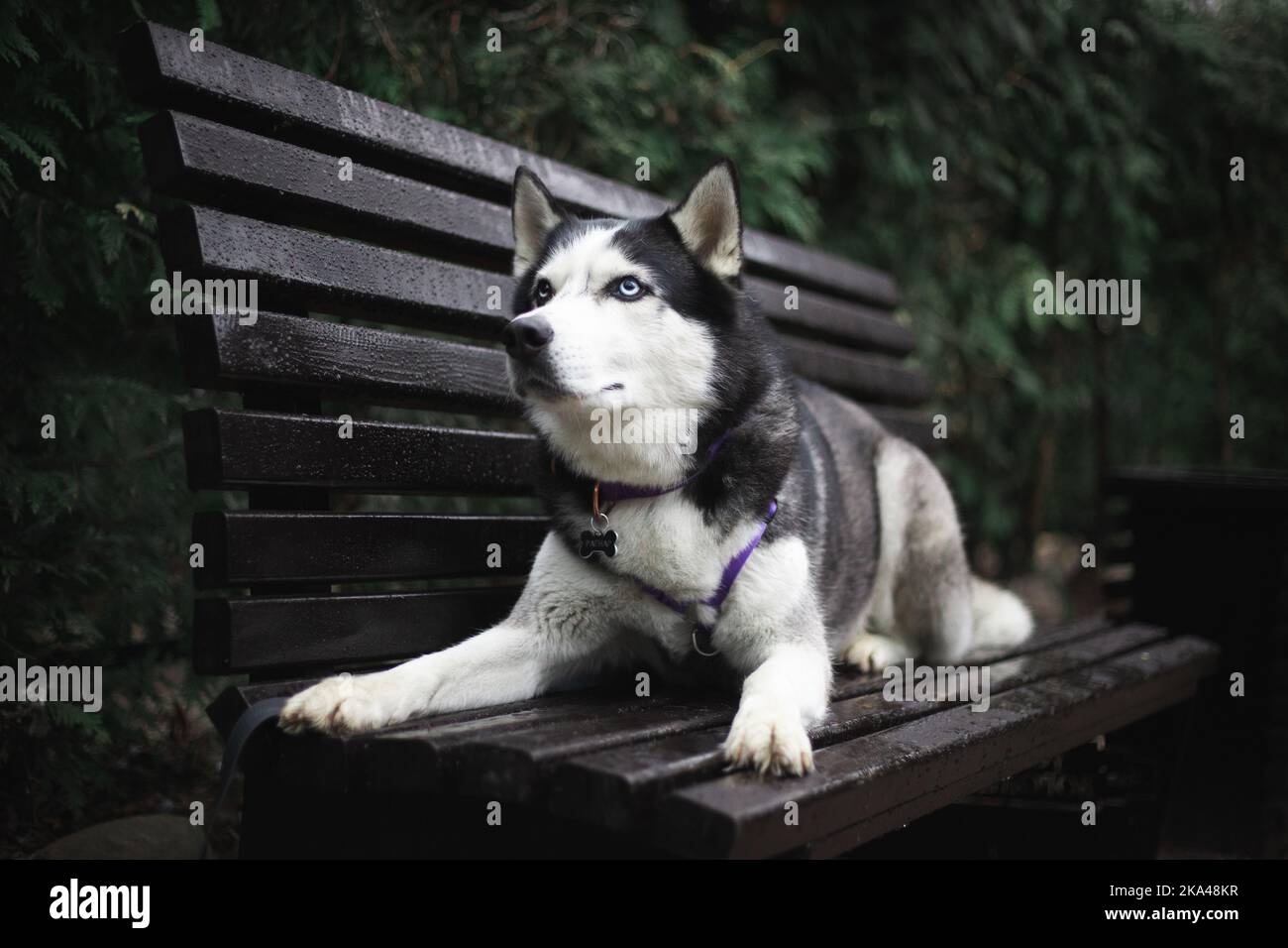 Resting siberian wolf hi-res stock photography and images - Alamy