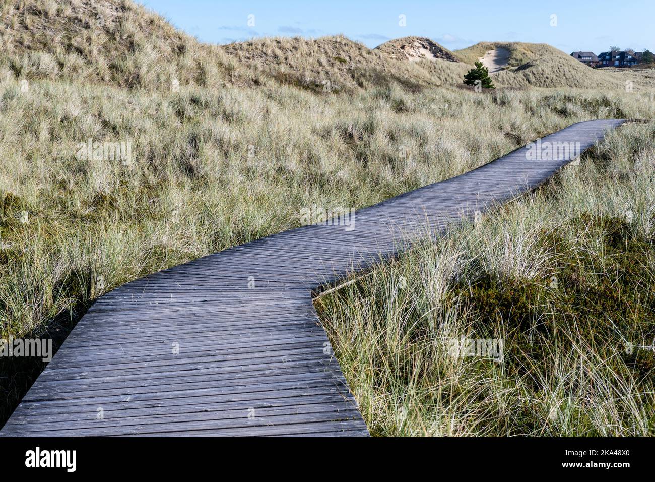 Plank road, East coast of Amrum, Germany. Amrum is one of the North ...