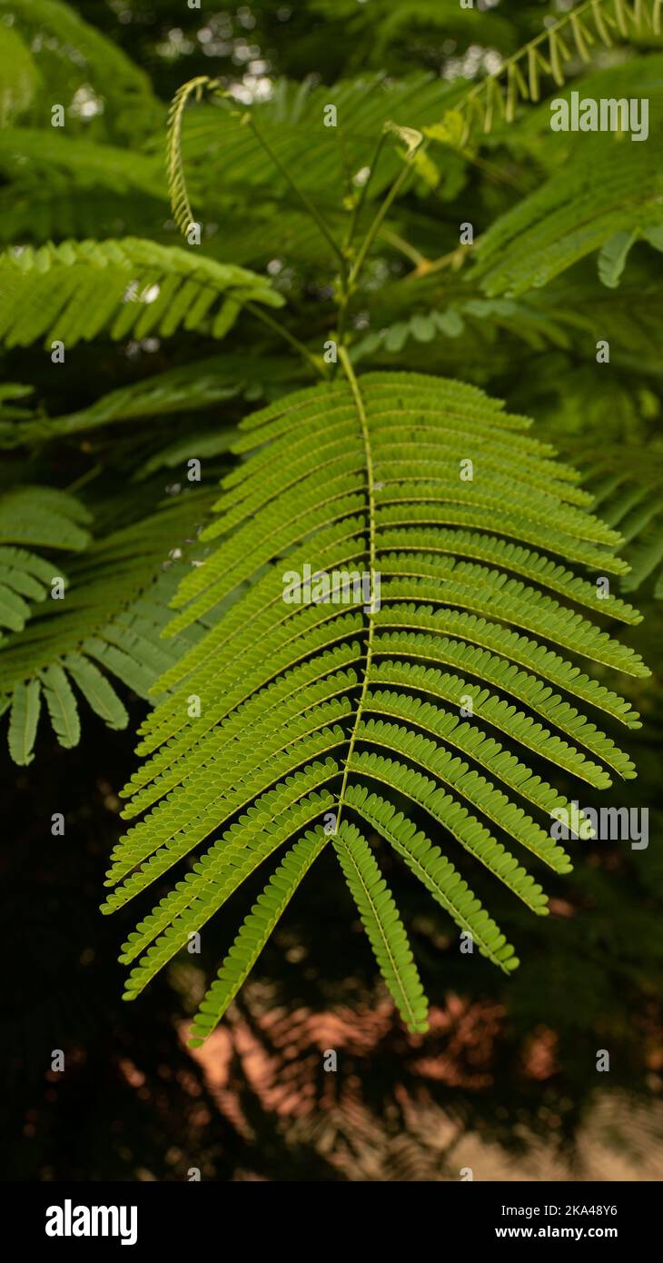 A closeup shot of a green fern leaves growing in garden with blurred ...