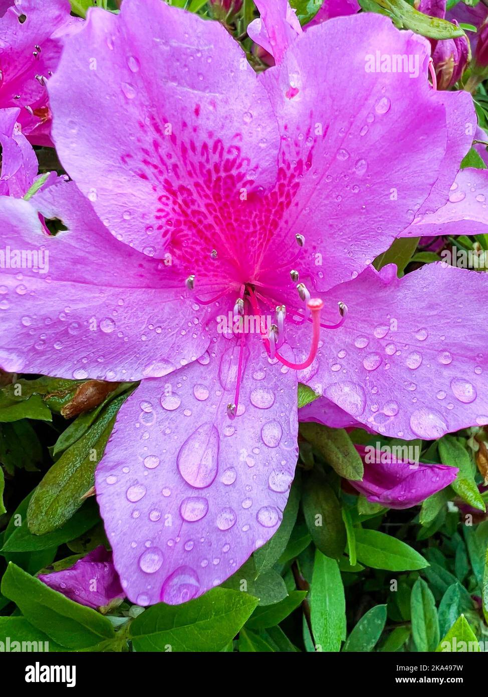 Formosa azalea hi-res stock photography and images - Alamy