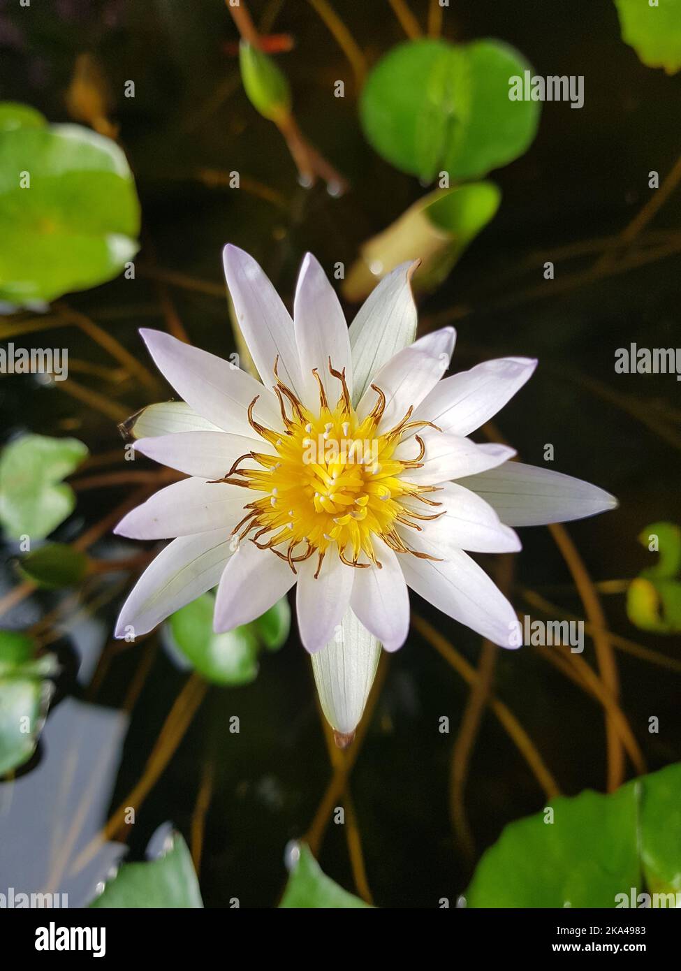 A vertical closeup of the Nymphaea tetragona, a small white water lily ...