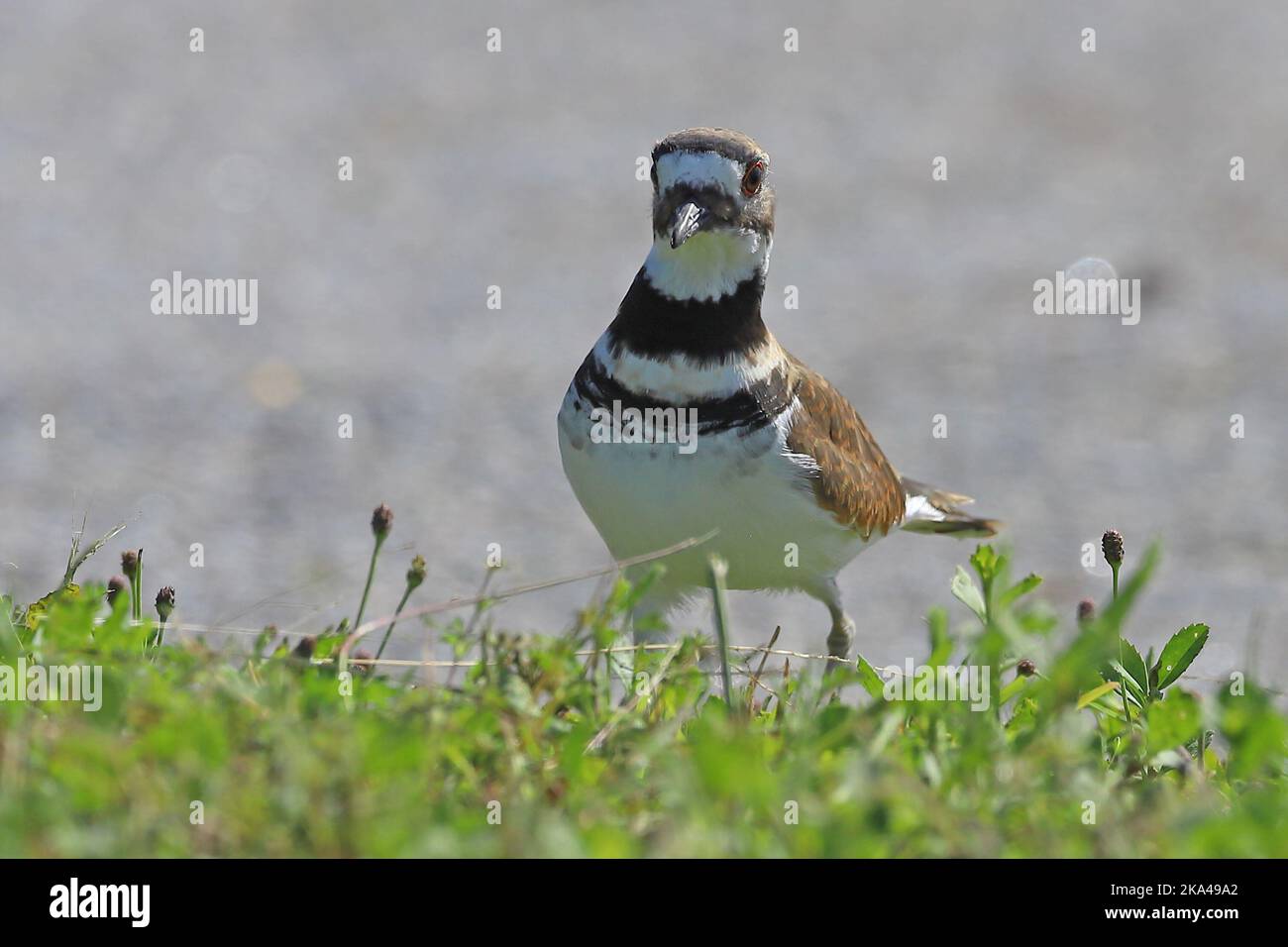 Kildeer bird hi-res stock photography and images - Alamy