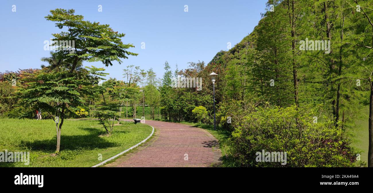 A pathway in the sunny, green park with trees in the city of Zhaoqing ...