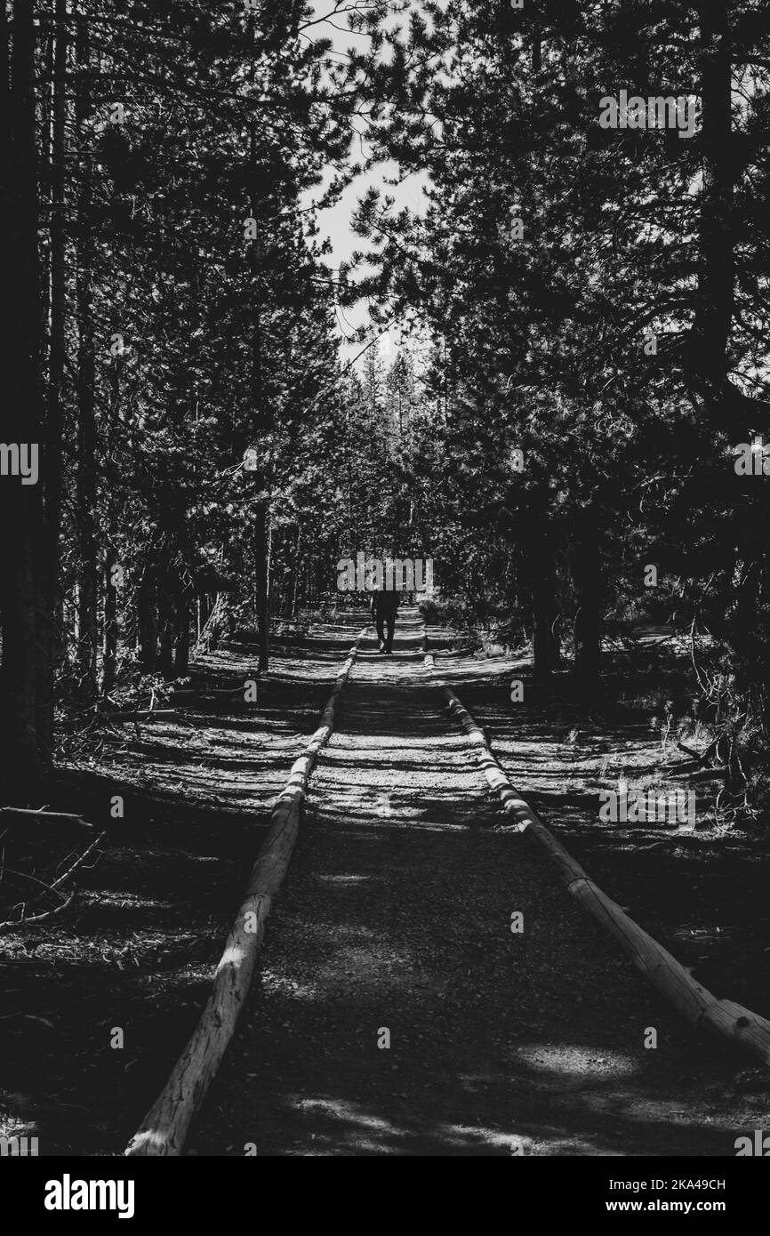 Black and white verical shot of a person walking down an path lined ...
