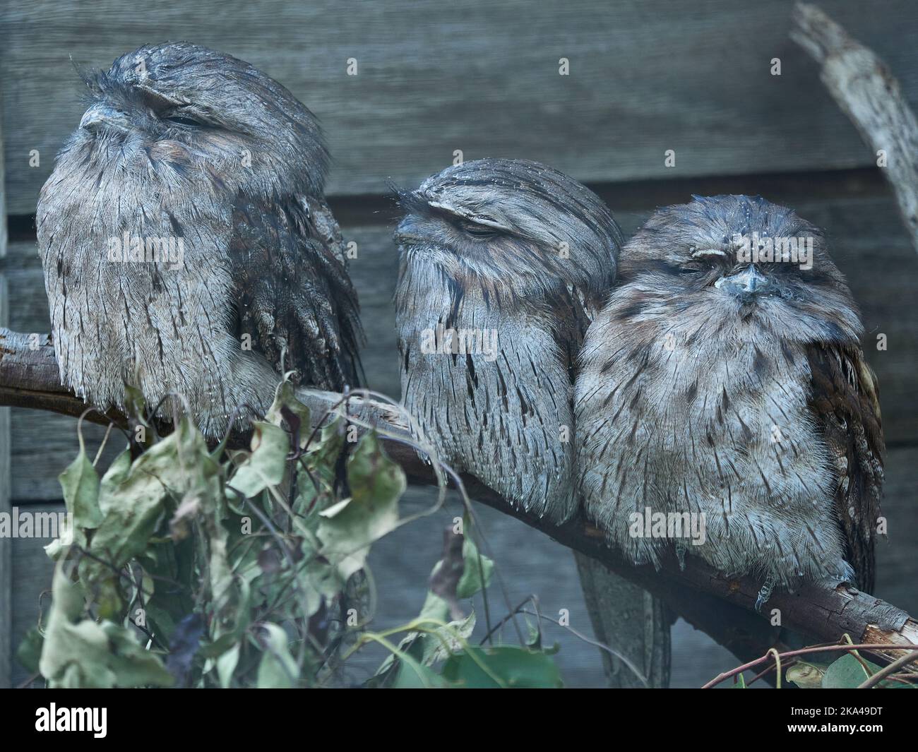 A group of three Australian native owls sitting on a branch in a shed ...