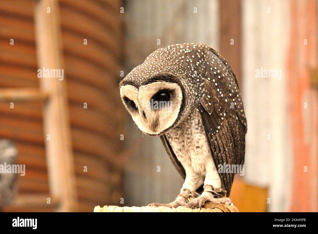 Sooty black plumage hi-res stock photography and images - Alamy