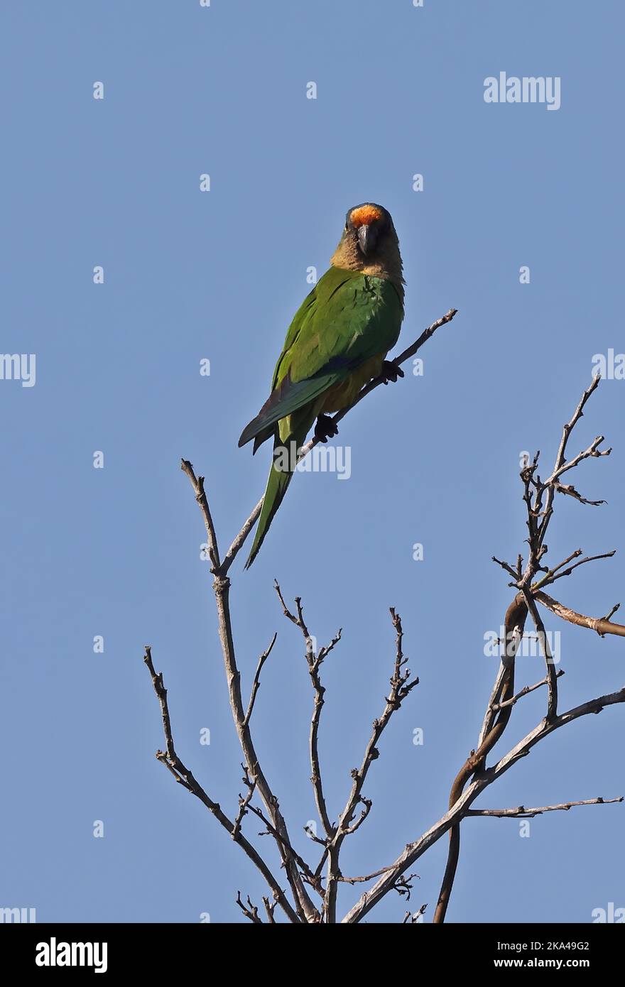Peach-fronted Parakeet (Eupsittula aurea) adult perched on top of tree ...