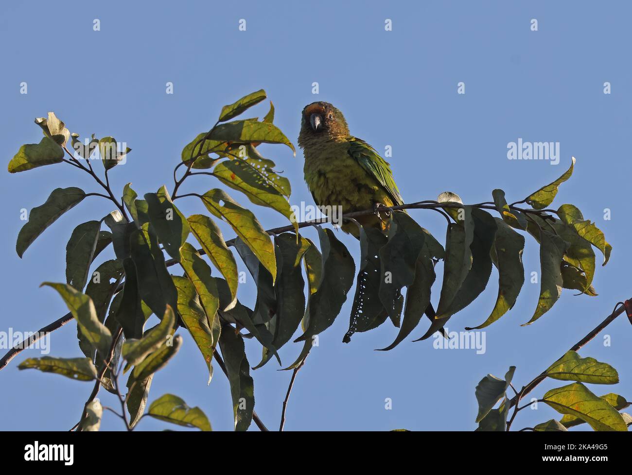 Peach-fronted Parakeet (Eupsittula aurea) adult perched on top of tree ...