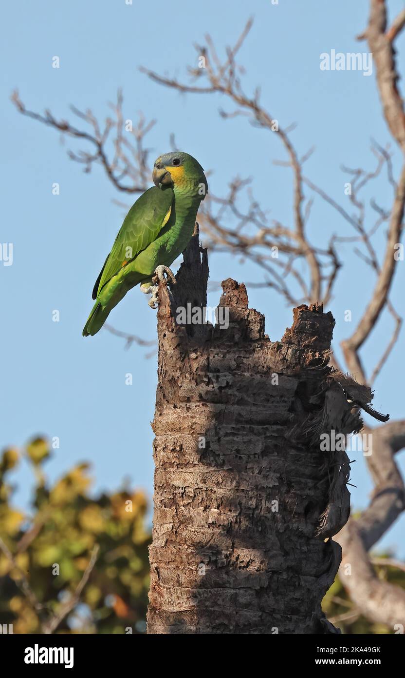 Turquoise-fronted Amazon (Amazona aestiva) perched at nest in broken ...