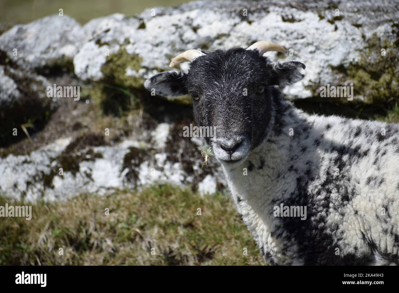 Black and white sheep on the moor near Minions - Cornwall, UK Stock ...